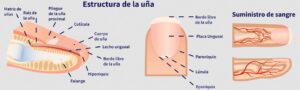 Aprende la anatomía de las uñas y sus patologías